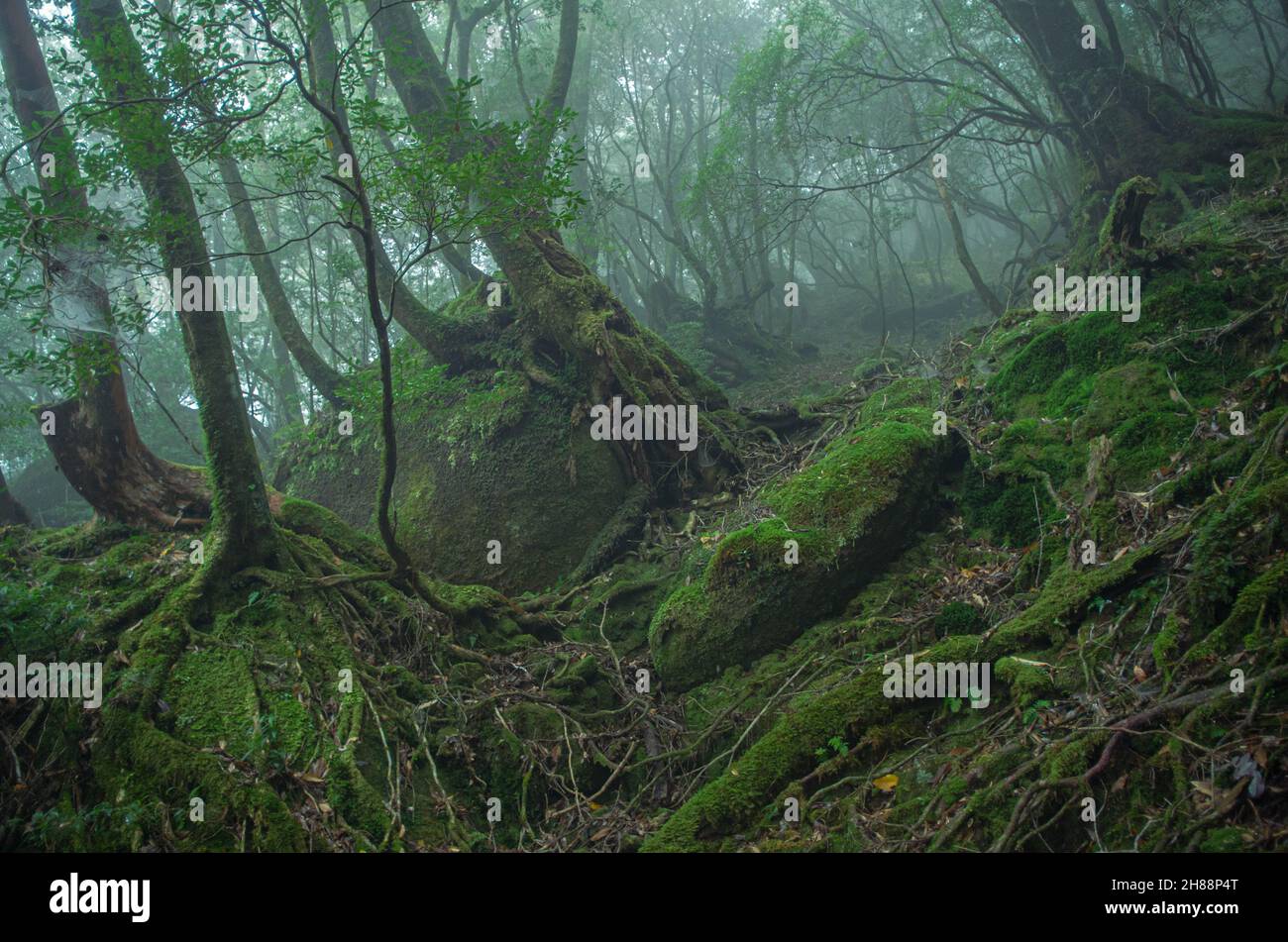The famous moss-covered UNESCO world nature heritage forest at ...