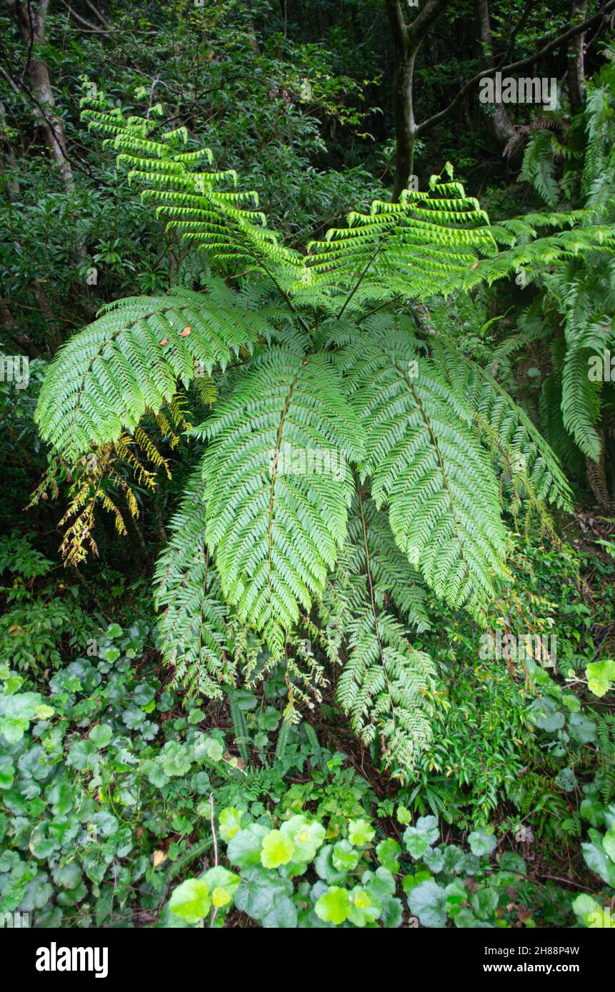 Farn island hi-res stock photography and images - Alamy