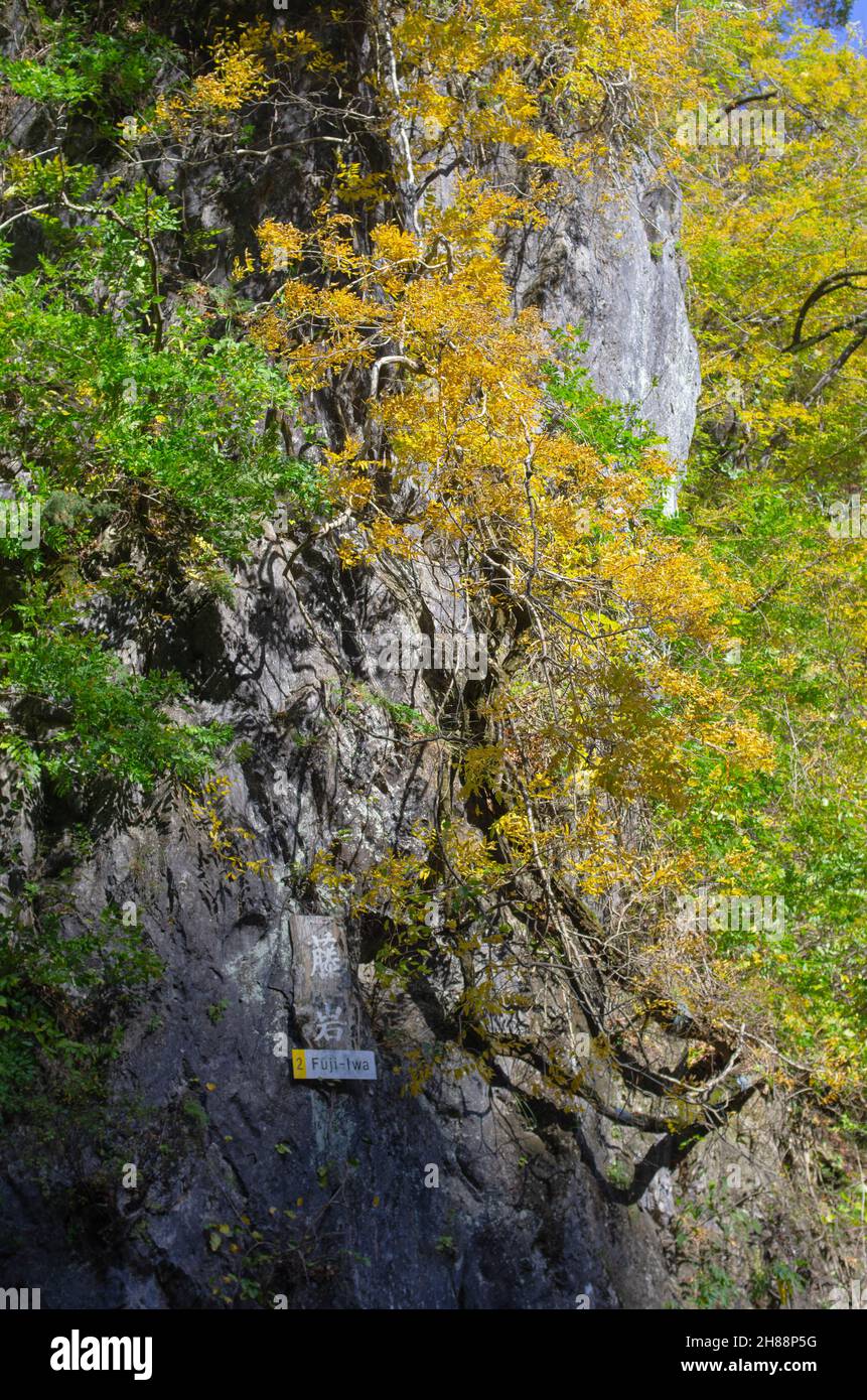 Geibikei Gorge covered in beautiful autumn colors, Iwate Prefecture ...