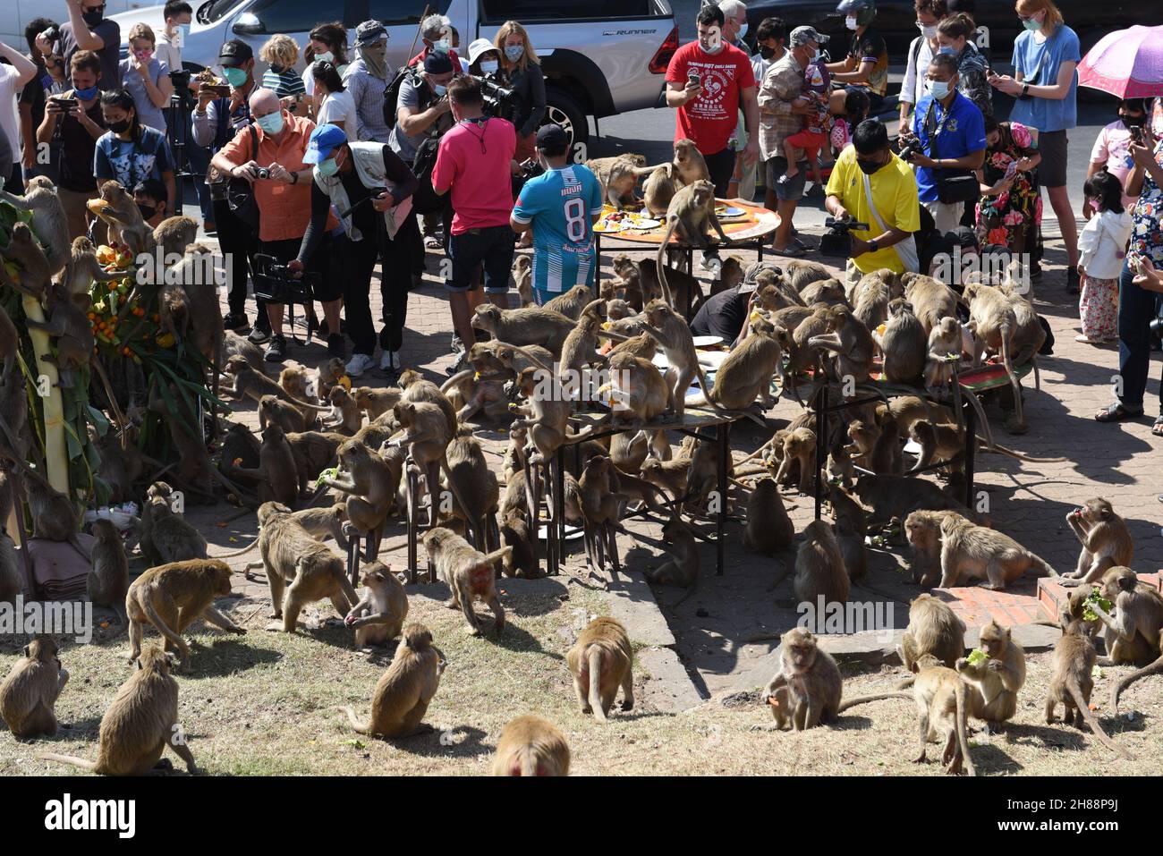Thailand - November 28, 2021 The 33rd Monkey Buffet Festival 2021 at ...