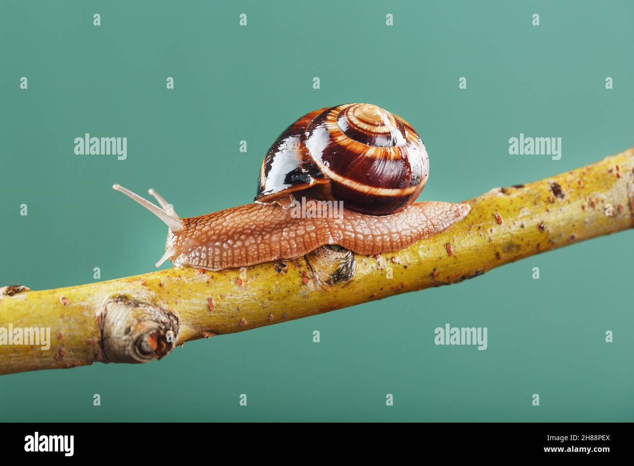 A large snail with horns and a brown shell crawls along a branch on a ...
