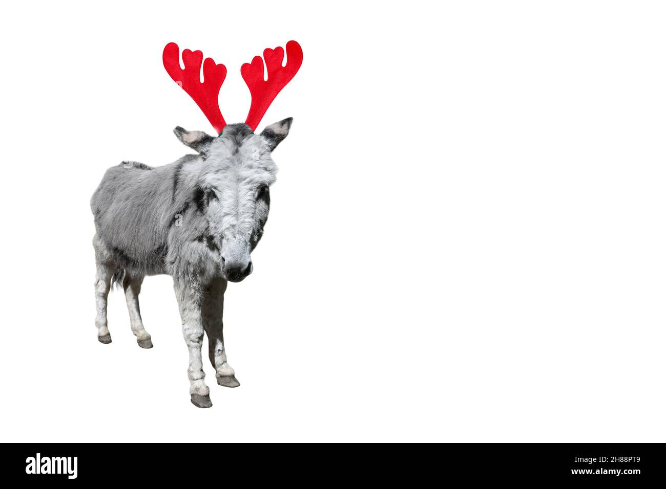 Christmas funny gray donkey isolated on white background. Full length ...