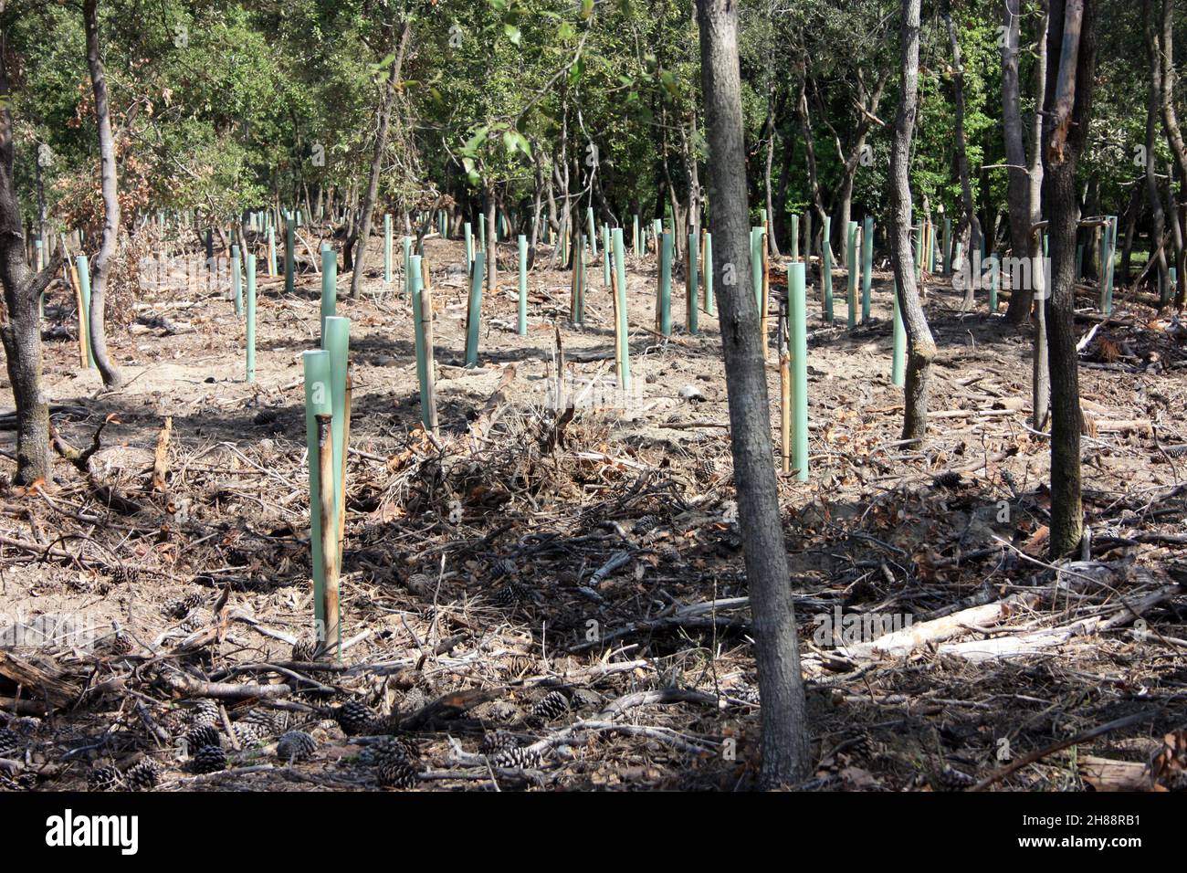 reforestation and pipes in the ground for the regrowth of pine forest ...