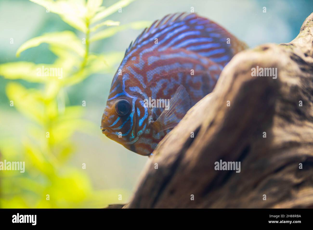 Beautiful view of gorgeous tiger Turks discus aquarium fish. Hobby ...