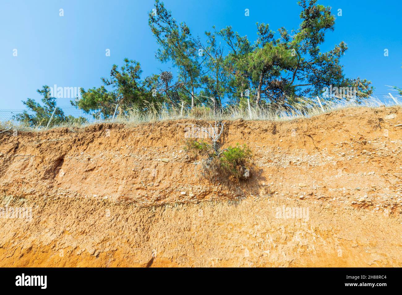 Tree roots on surface soil hi-res stock photography and images - Alamy