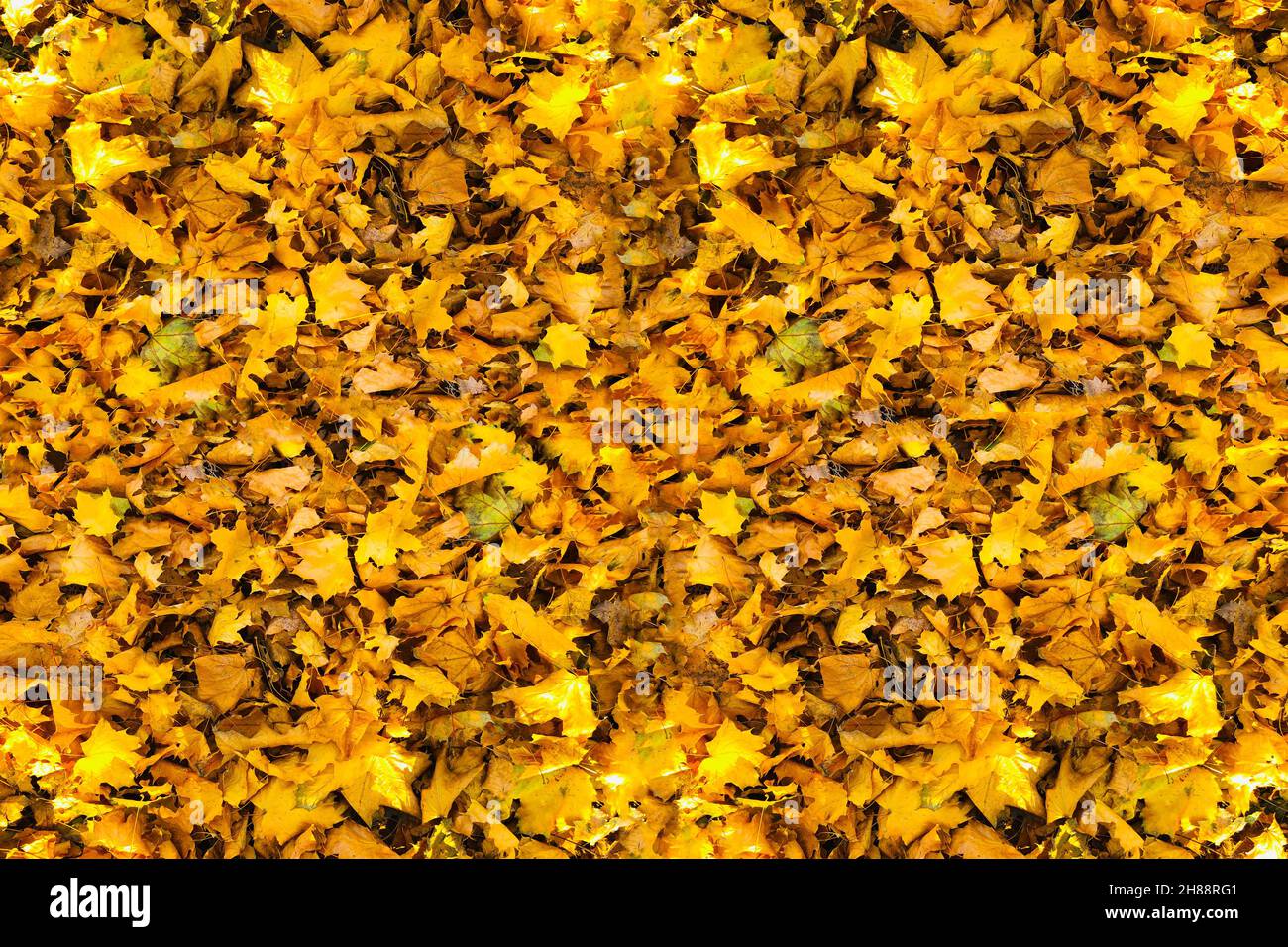 Autumn leaves texture - top view and closeup of colorful leaves Stock ...