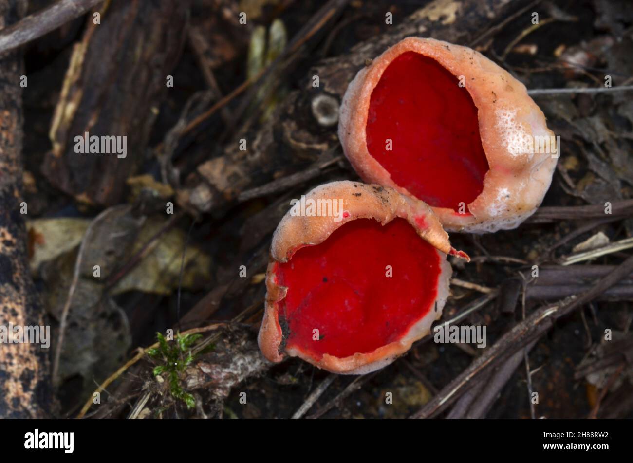 Scarlet elf cup fungus fruiting bodies Stock Photo - Alamy