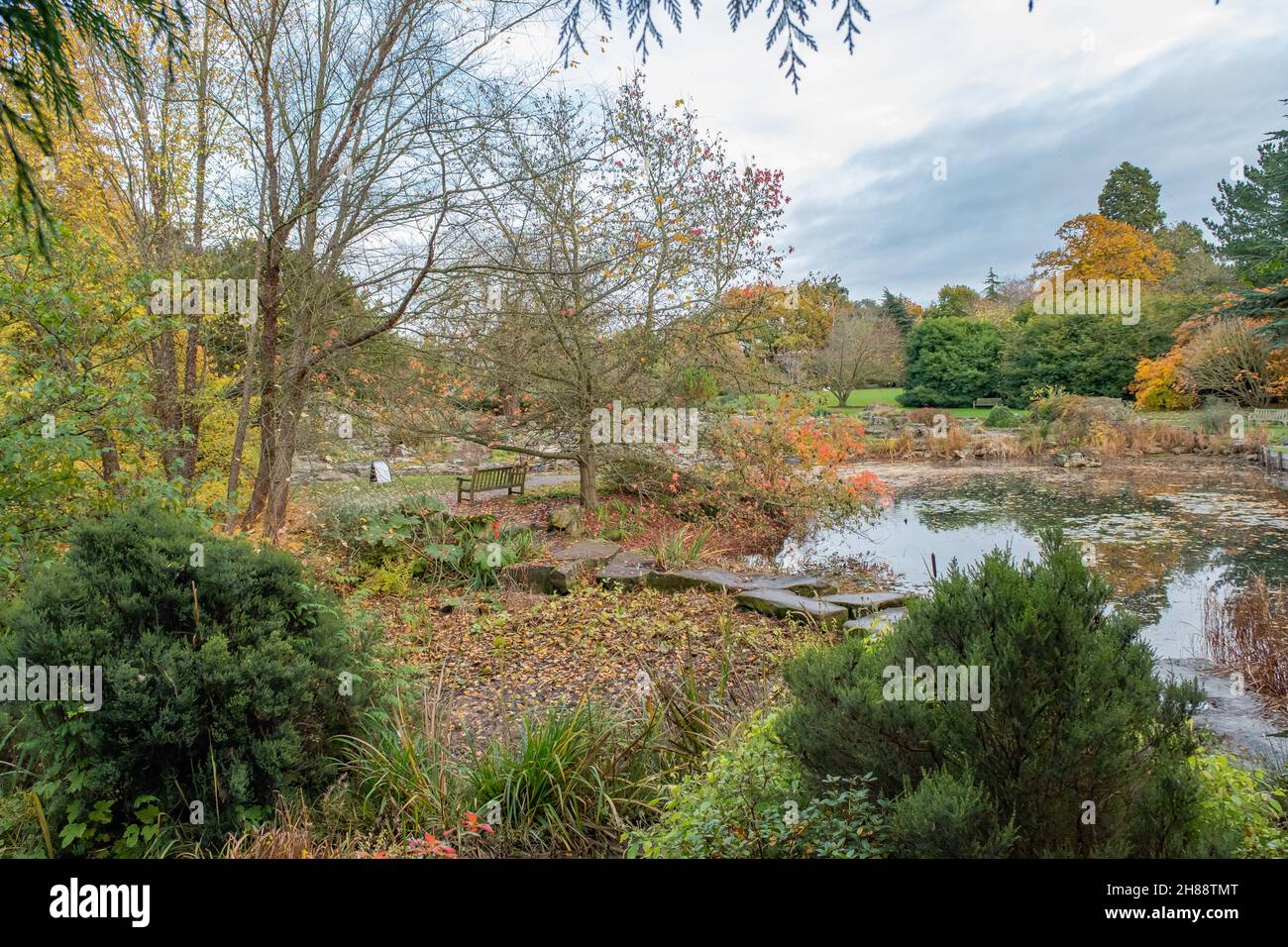 Autumn colours around the lake and rock garden feature in Cambridge ...