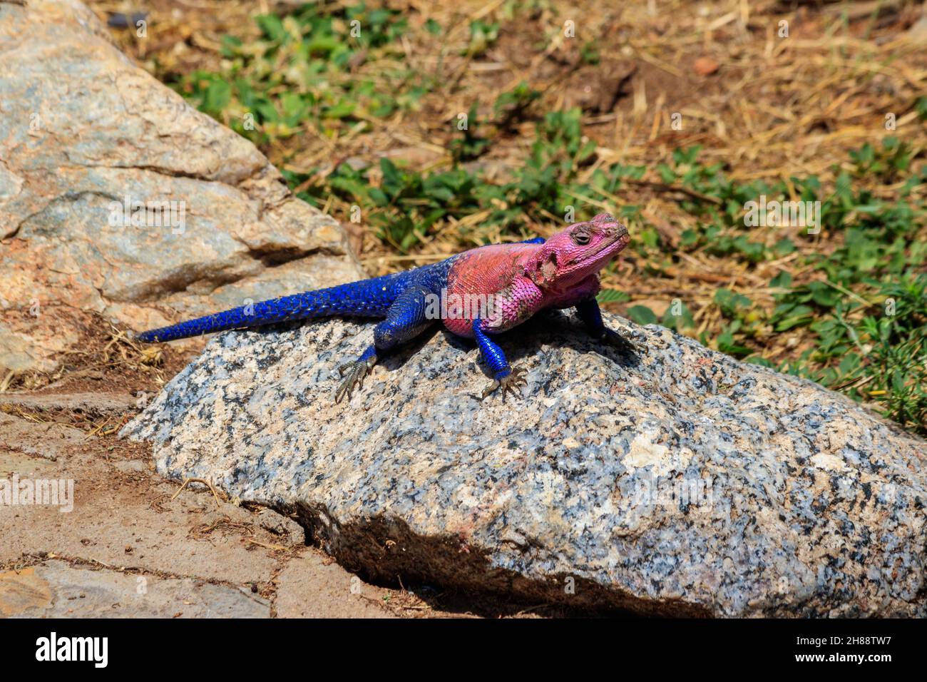 Spider man lizard hi-res stock photography and images - Alamy