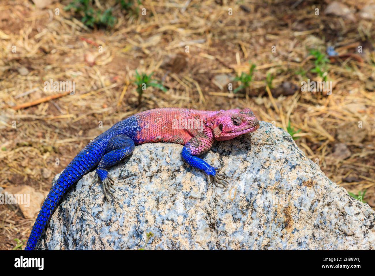 Male mwanza flat-headed rock agama (Agama mwanzae) or the Spider-Man ...