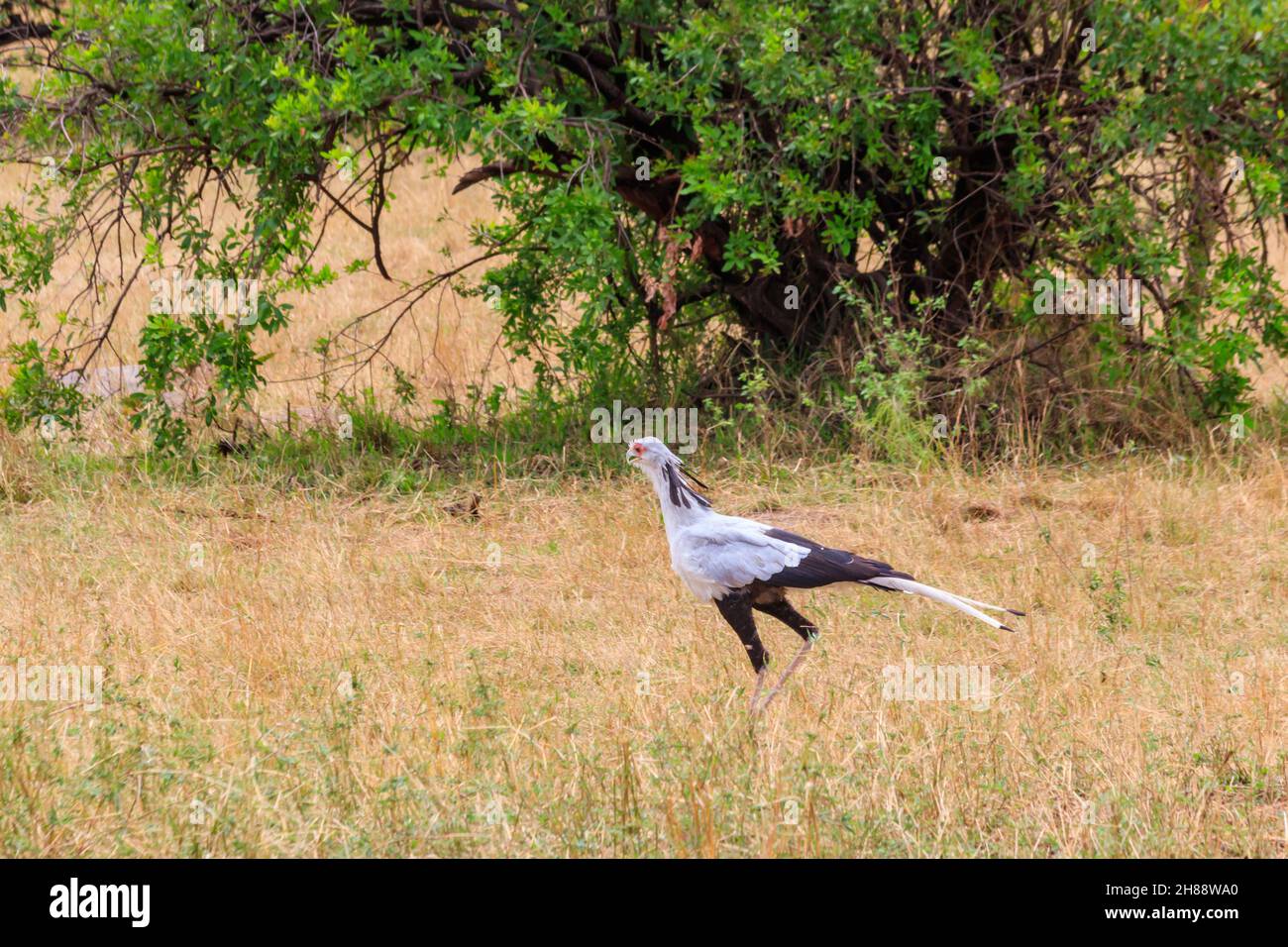 Secretarybird or secretary bird (Sagittarius serpentarius) walking in ...