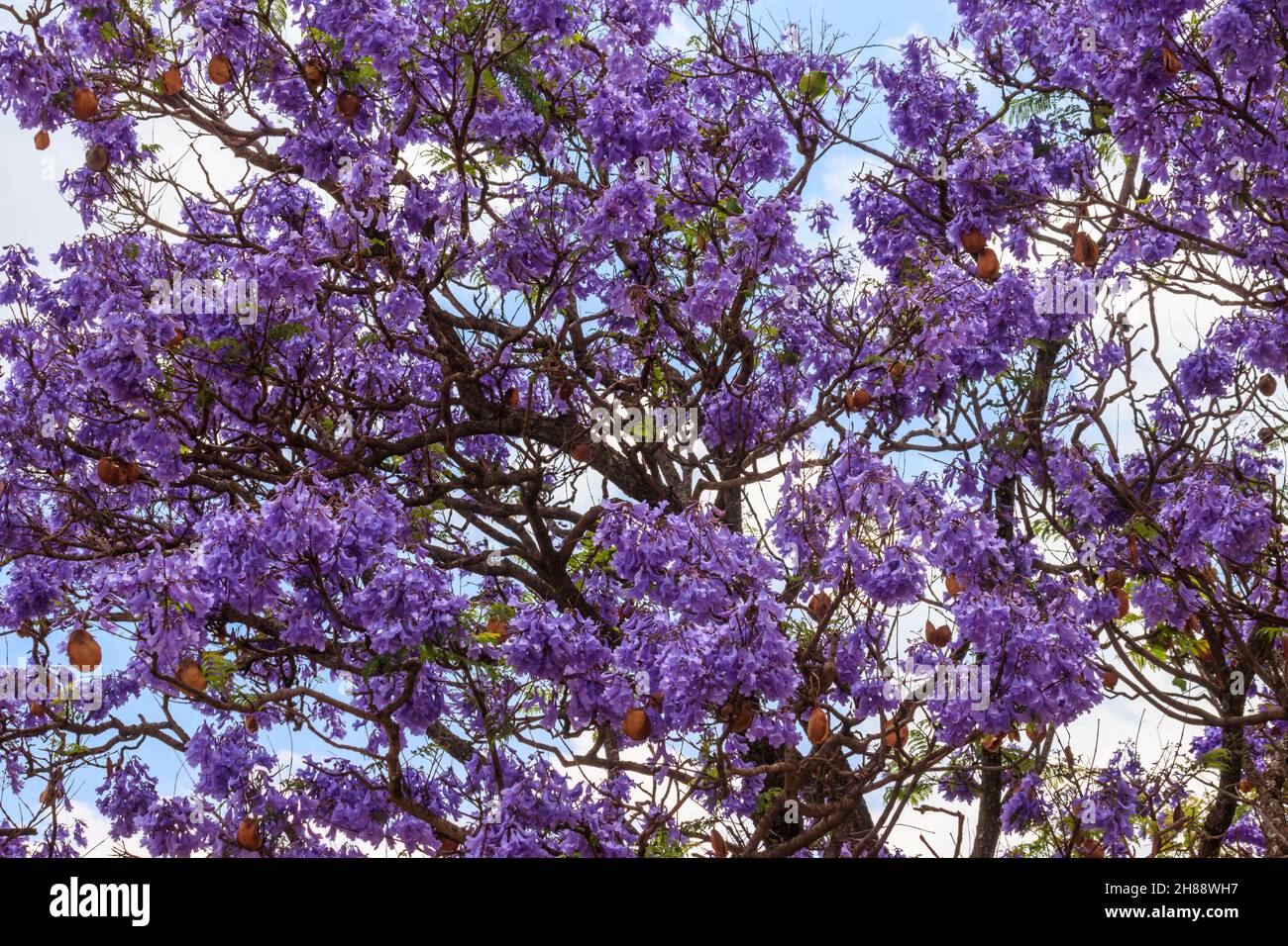 Beautiful violet vibrant jacaranda tree in bloom Stock Photo - Alamy