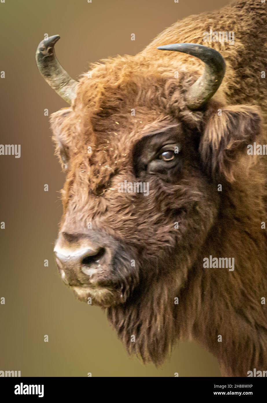 Bison bull head hi-res stock photography and images - Alamy