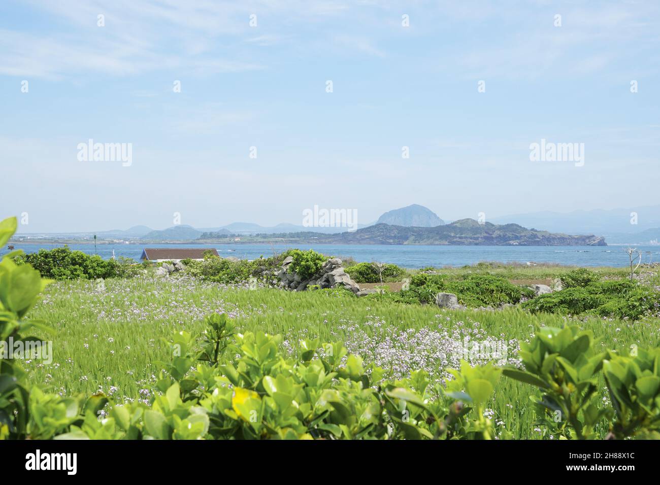 A scenic view of a flower meadow by the sea Stock Photo - Alamy