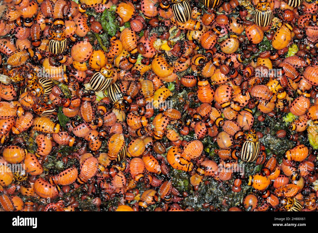 Potato bug hi-res stock photography and images - Alamy