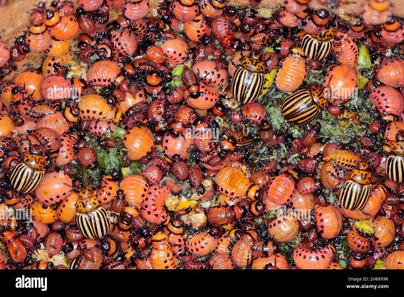 Potato bug hi-res stock photography and images - Alamy