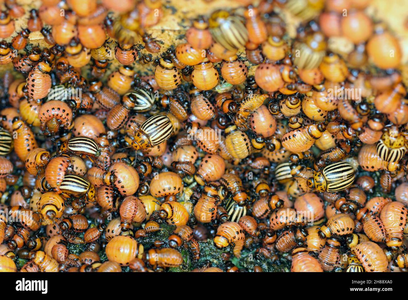 Potato bug hi-res stock photography and images - Alamy