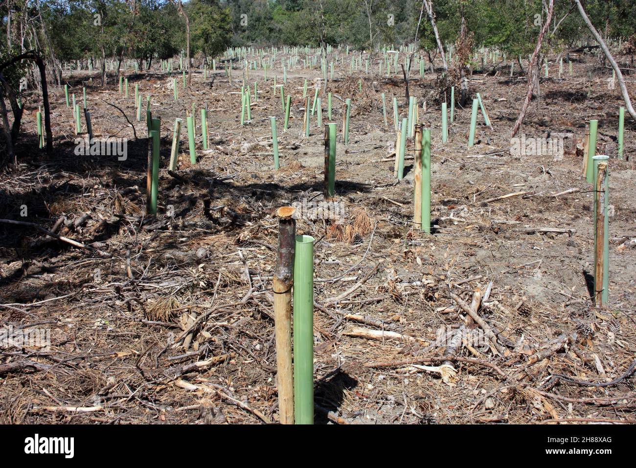 reforestation and pipes in the ground for the regrowth of pine forest ...