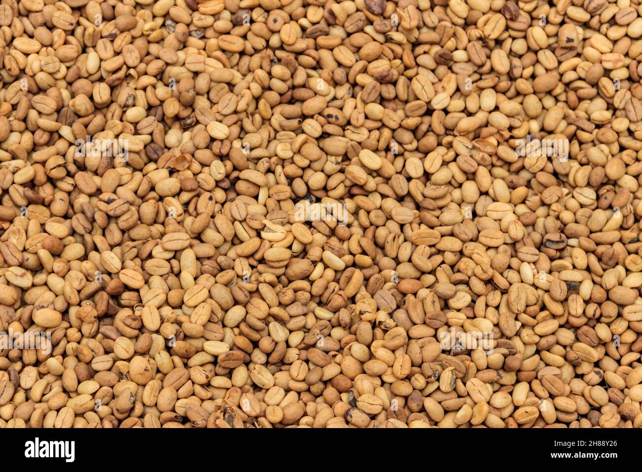 Raw coffee beans pattern hi-res stock photography and images - Alamy