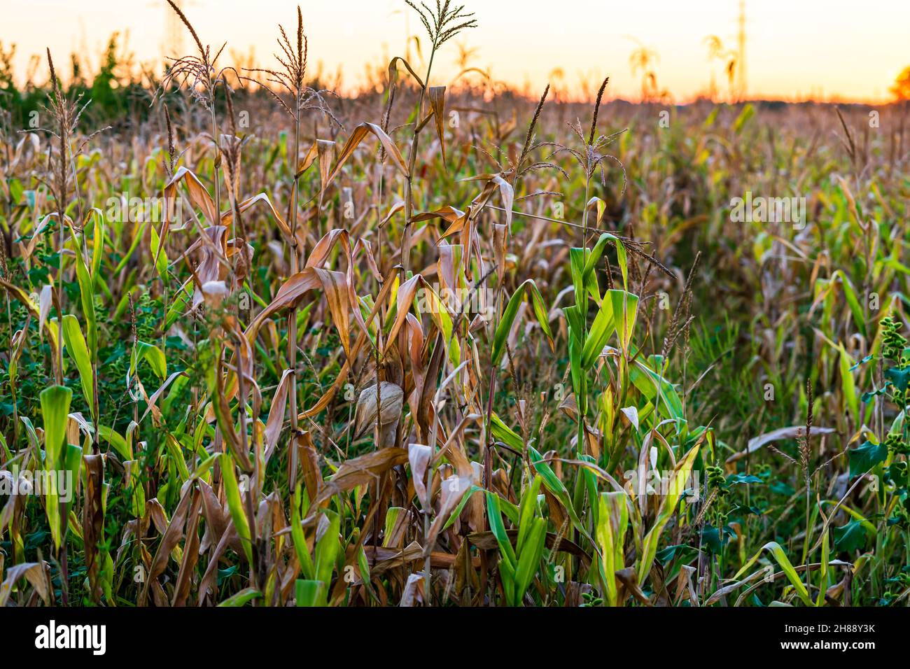 A closeup of drying corn stalks in a farm field under the sunlight in ...