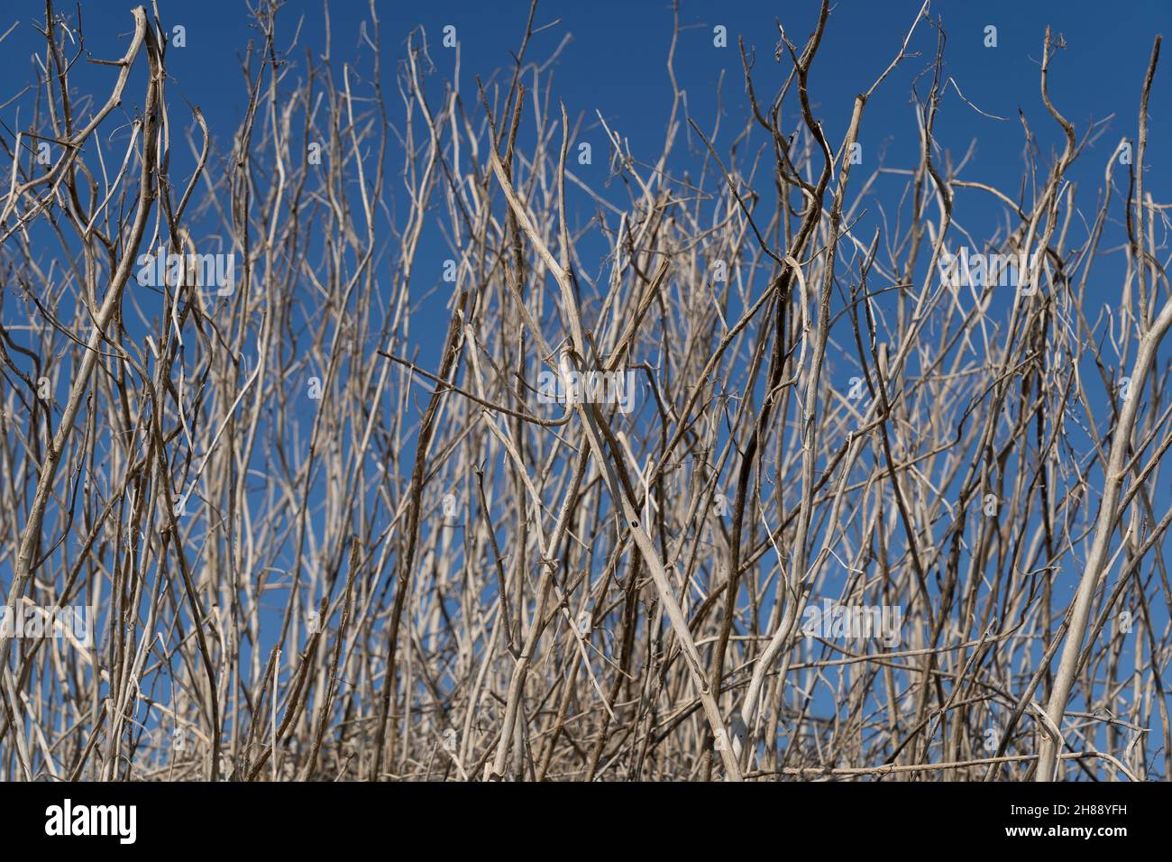 Tangle weeds hi-res stock photography and images - Alamy