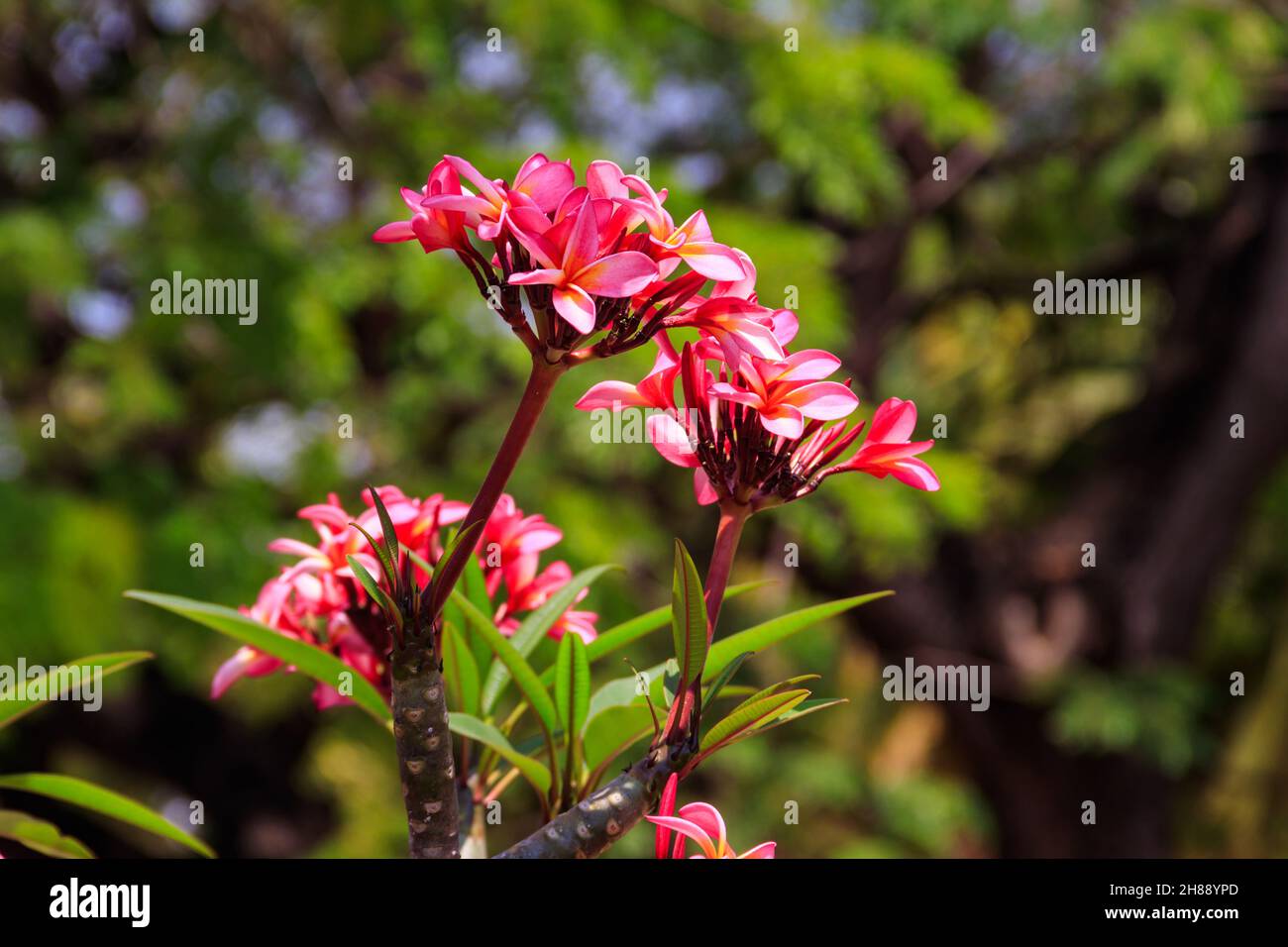 Beautiful blooming Plumeria tree, also known as Frangipani and Temple ...