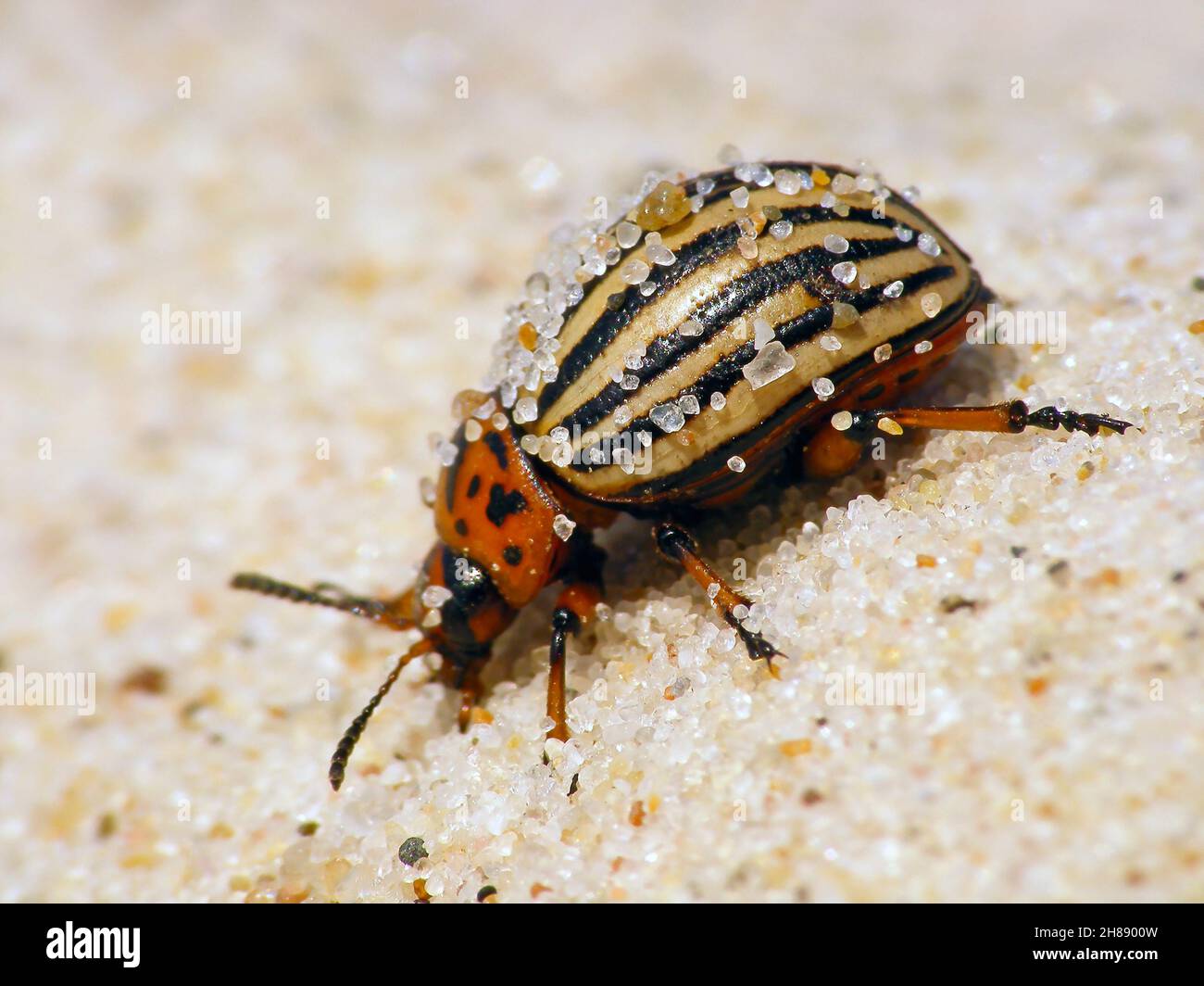 Colorado potato beetle on the seashore. The beetle is covered with ...