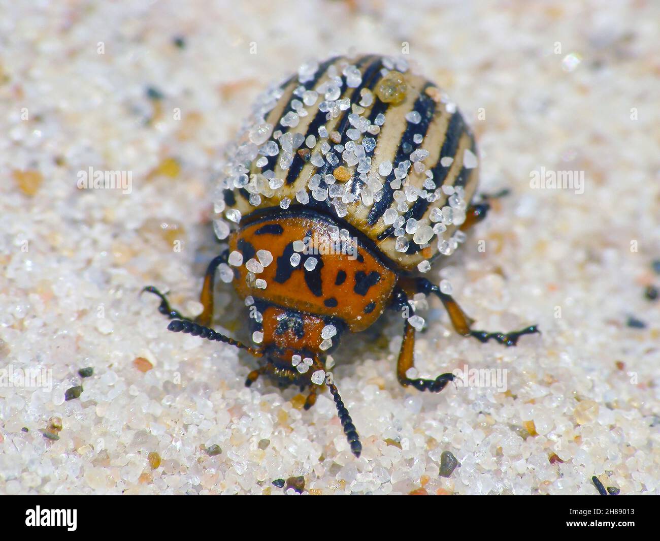 Colorado potato beetle on the seashore. The beetle is covered with ...