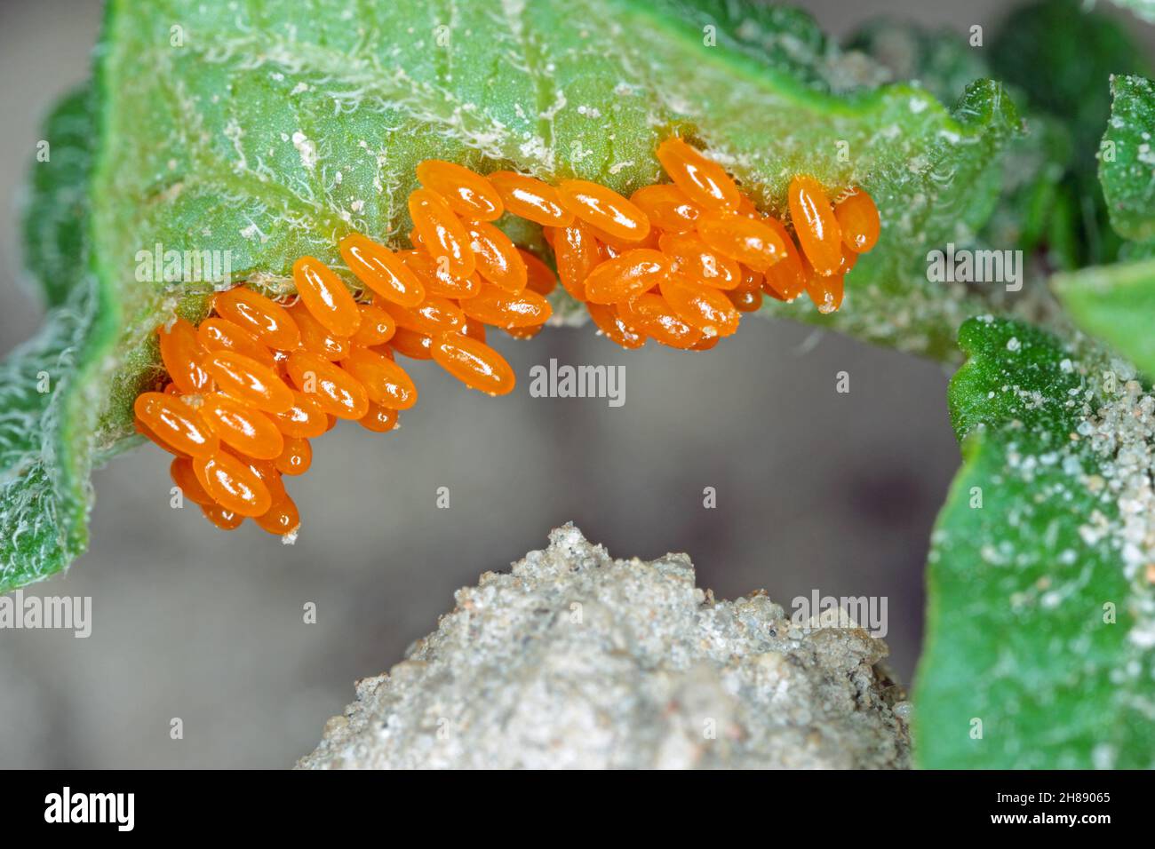 Potato Bug Eggs