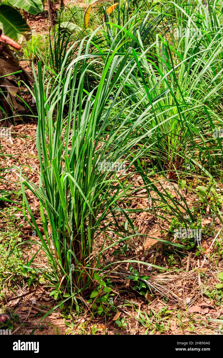 Cymbopogon, also known as lemongrass, barbed wire grass, silky heads ...
