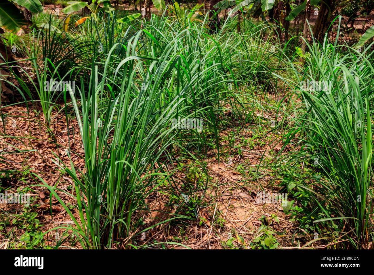 Cymbopogon, also known as lemongrass, barbed wire grass, silky heads ...