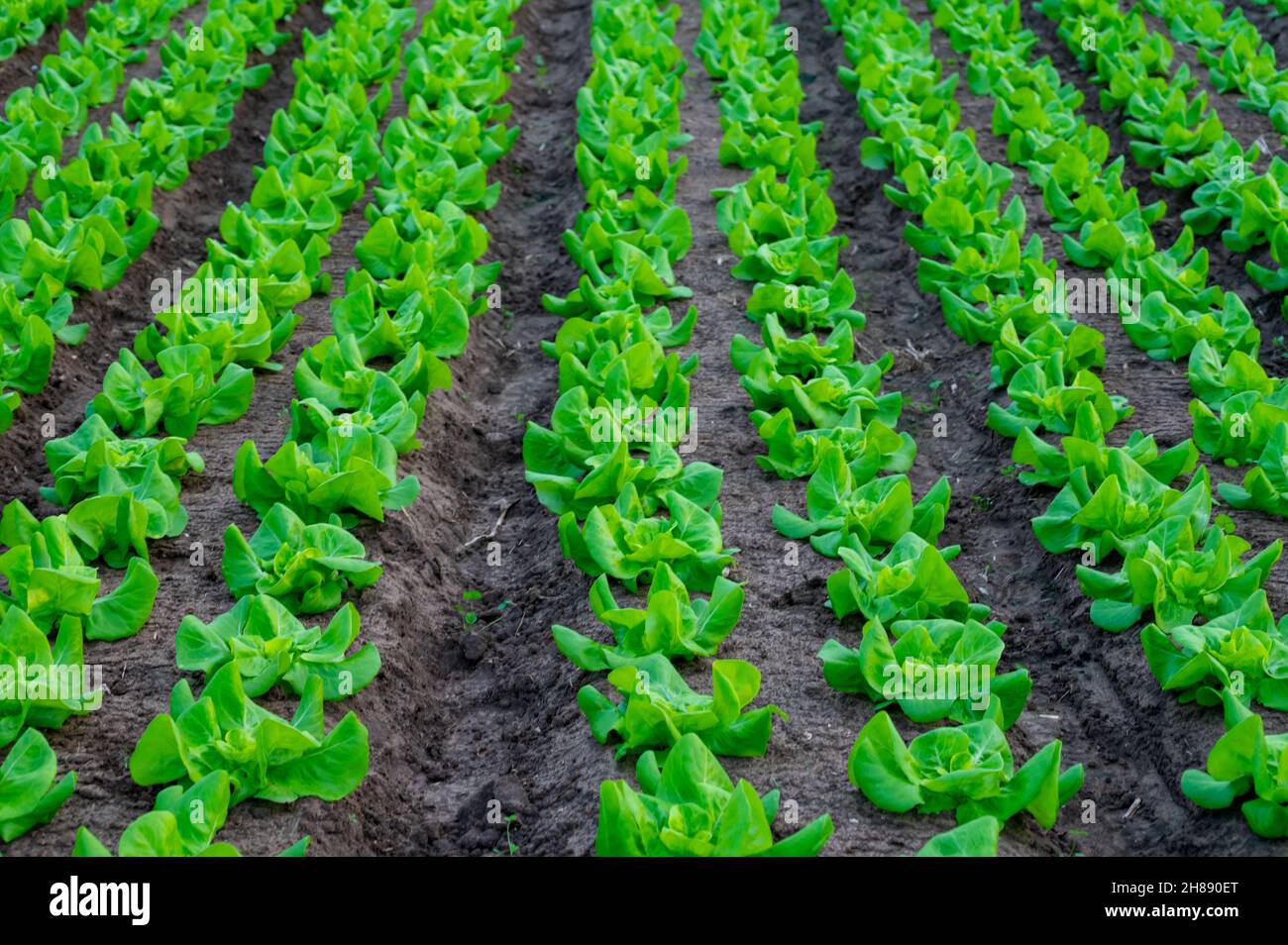 Italian greenhouse with rows of young organic green lettuce salad ...