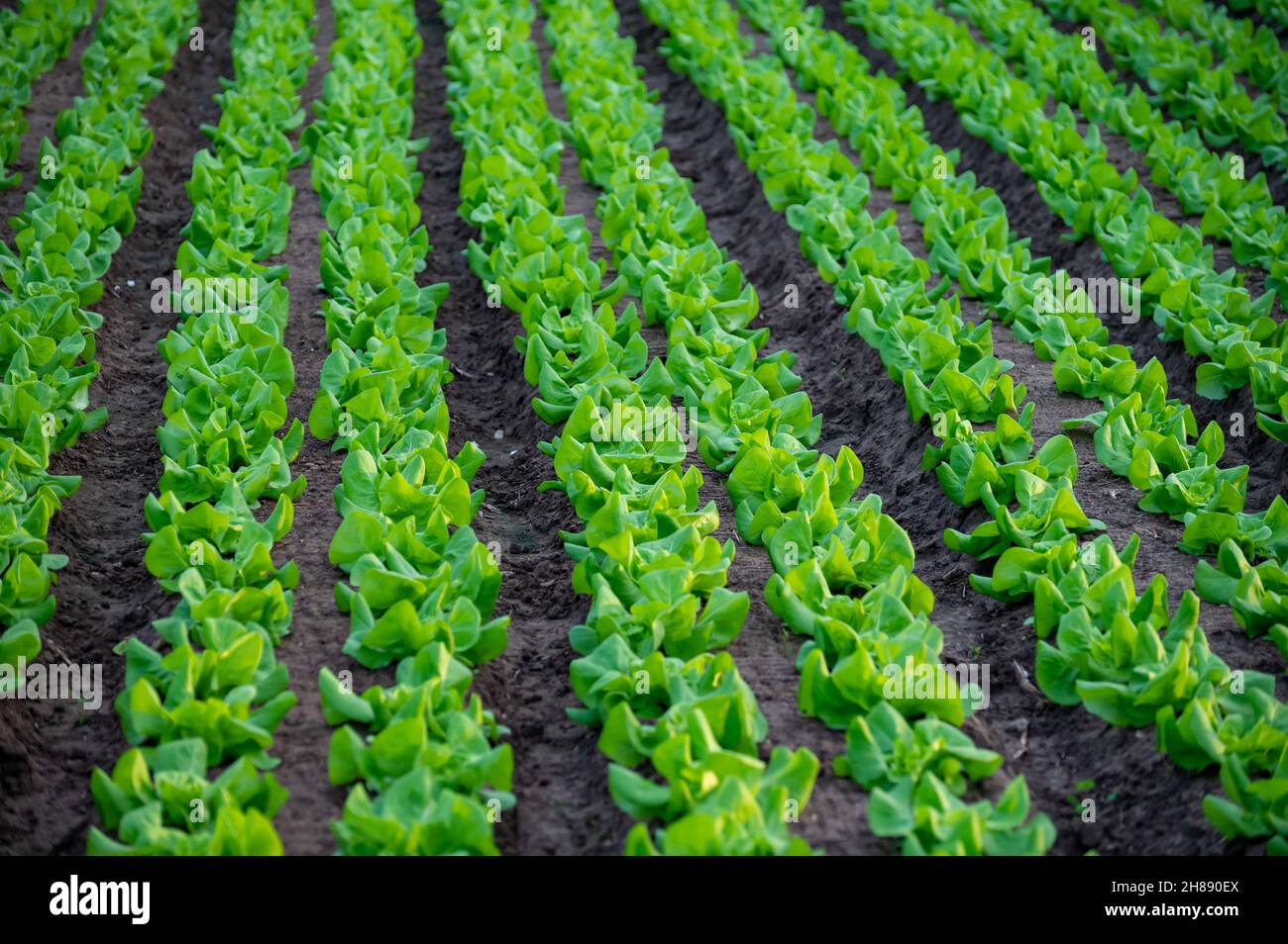 Italian greenhouse with rows of young organic green lettuce salad ...