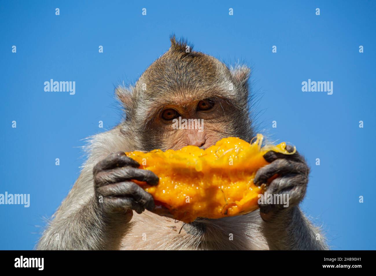 A monkey is pictured eating a mango during the festival.The Monkey ...