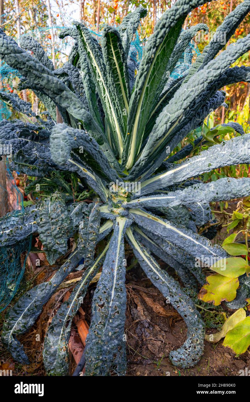 Growing in garden cavolo nero kale cabbage or black tuscan palm, vegan ...