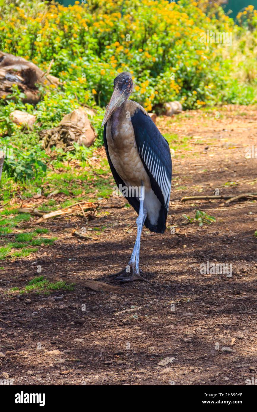 Marabou stork (Leptoptilos crumenifer) walking on a lawn Stock Photo ...
