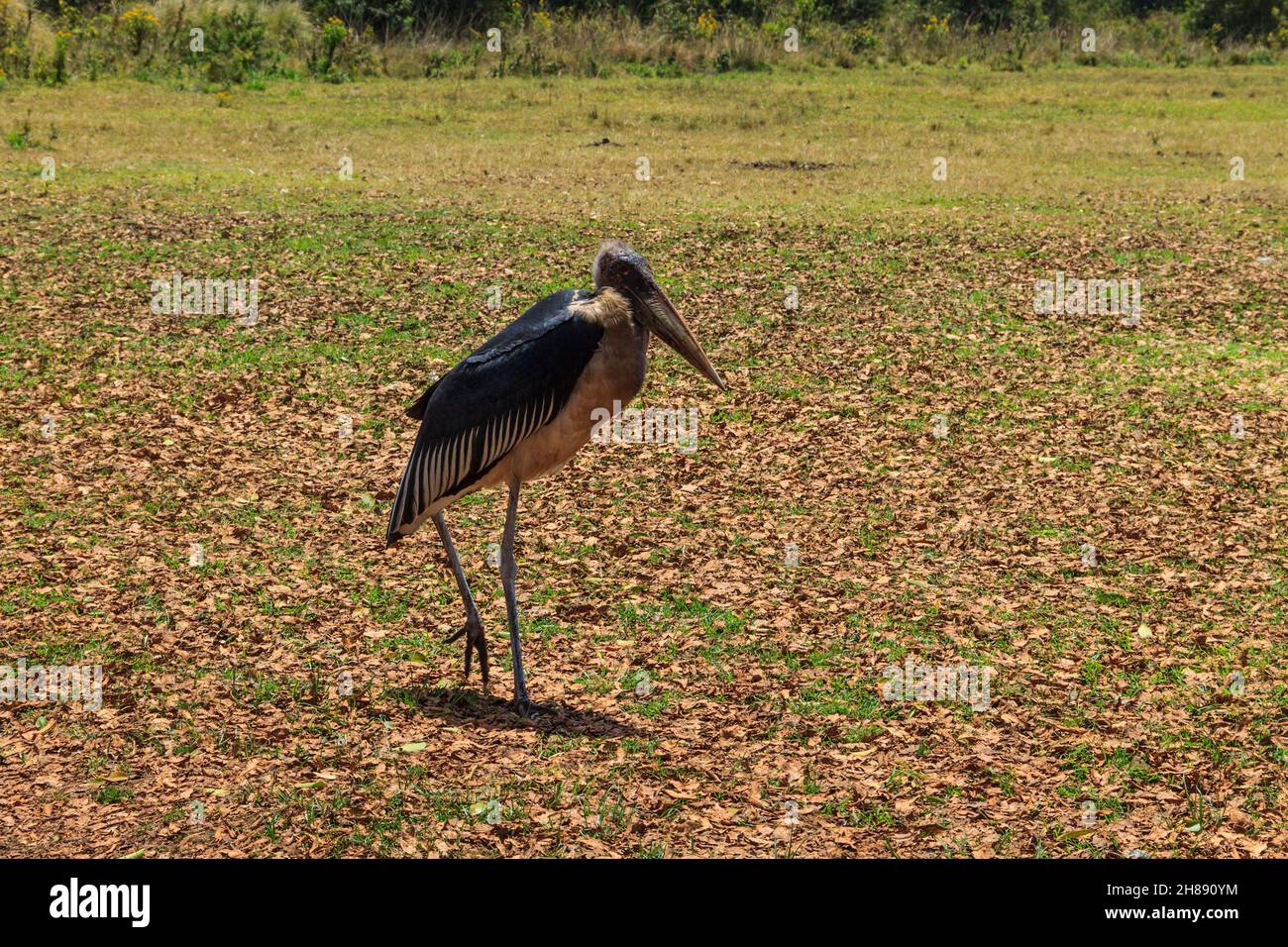 Marabou stork (Leptoptilos crumenifer) walking on a lawn Stock Photo ...