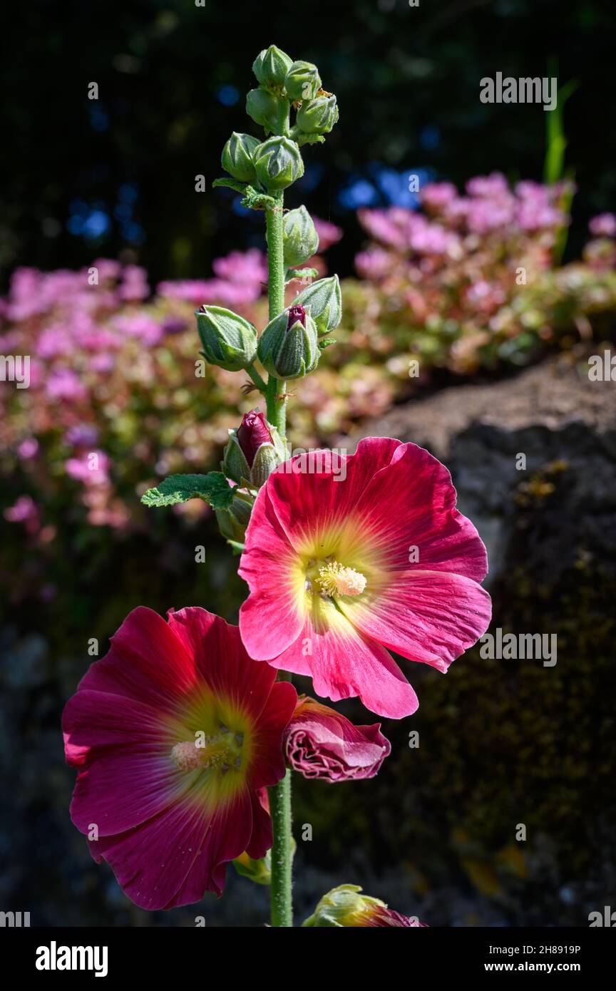 Hollyhocks, Slapton Manor -British Grand Prix - Silverstone 2021 Stock ...