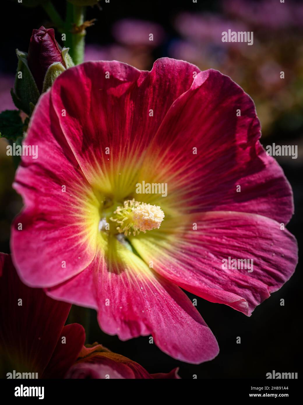 Hollyhocks, Slapton Manor -British Grand Prix - Silverstone 2021 Stock ...