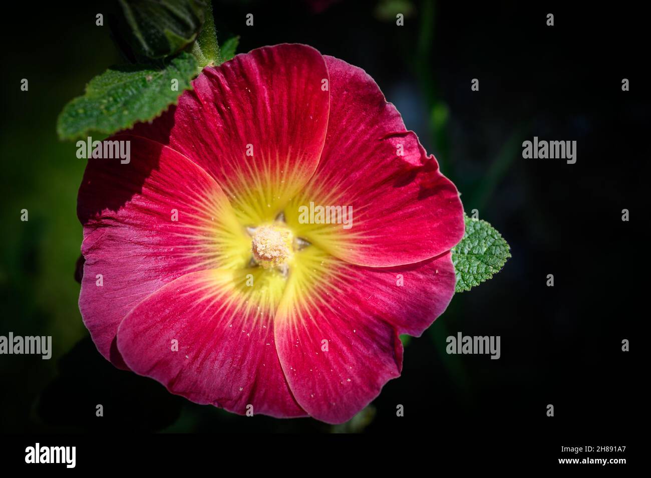 Hollyhocks, Slapton Manor -British Grand Prix - Silverstone 2021 Stock ...