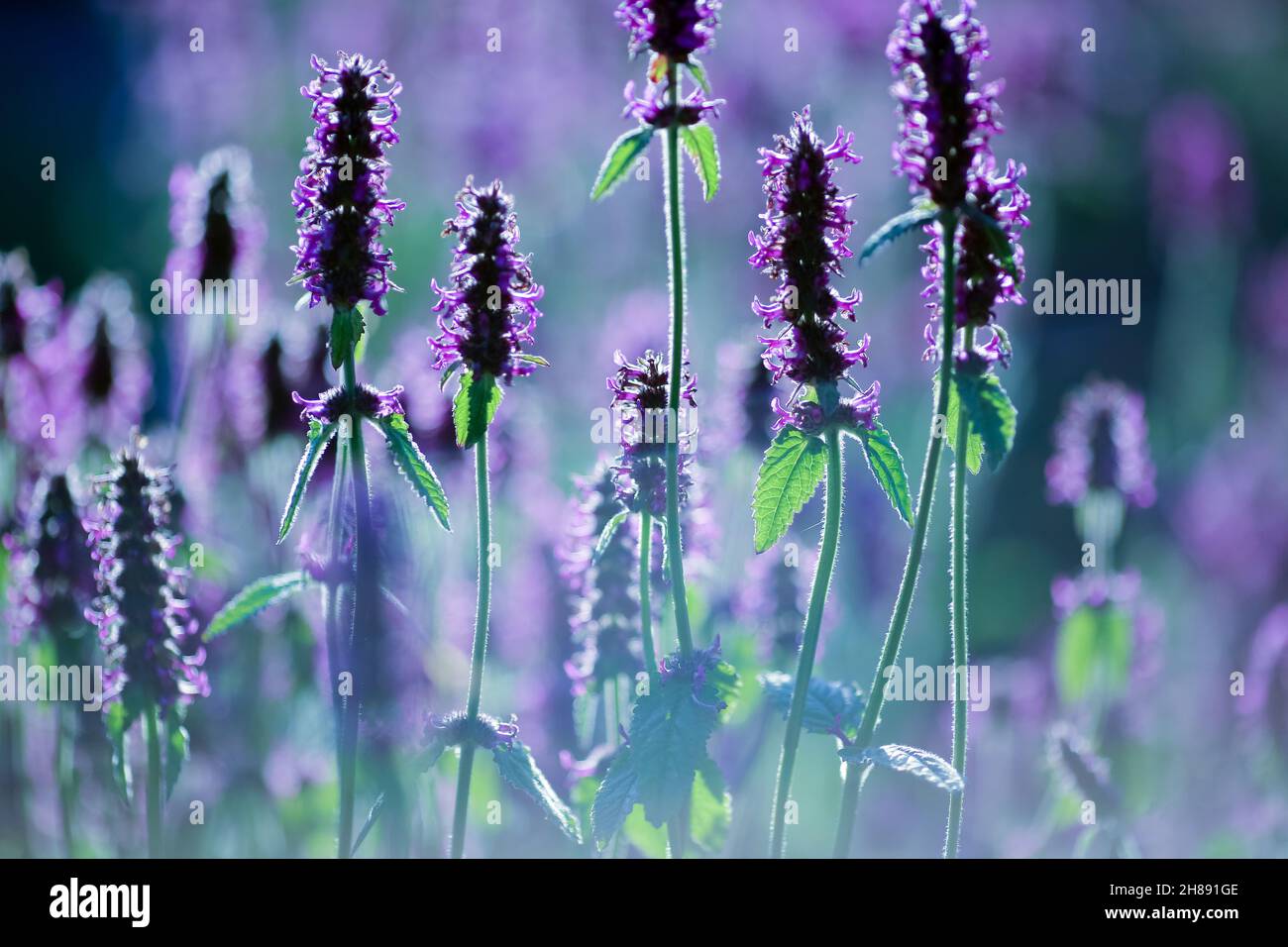 Purple medical plant Betony ( Stachys Officinalis) blooming in the ...