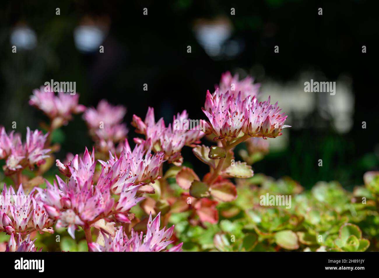 Slapton Manor -British Grand Prix - Silverstone 2021 Stock Photo - Alamy