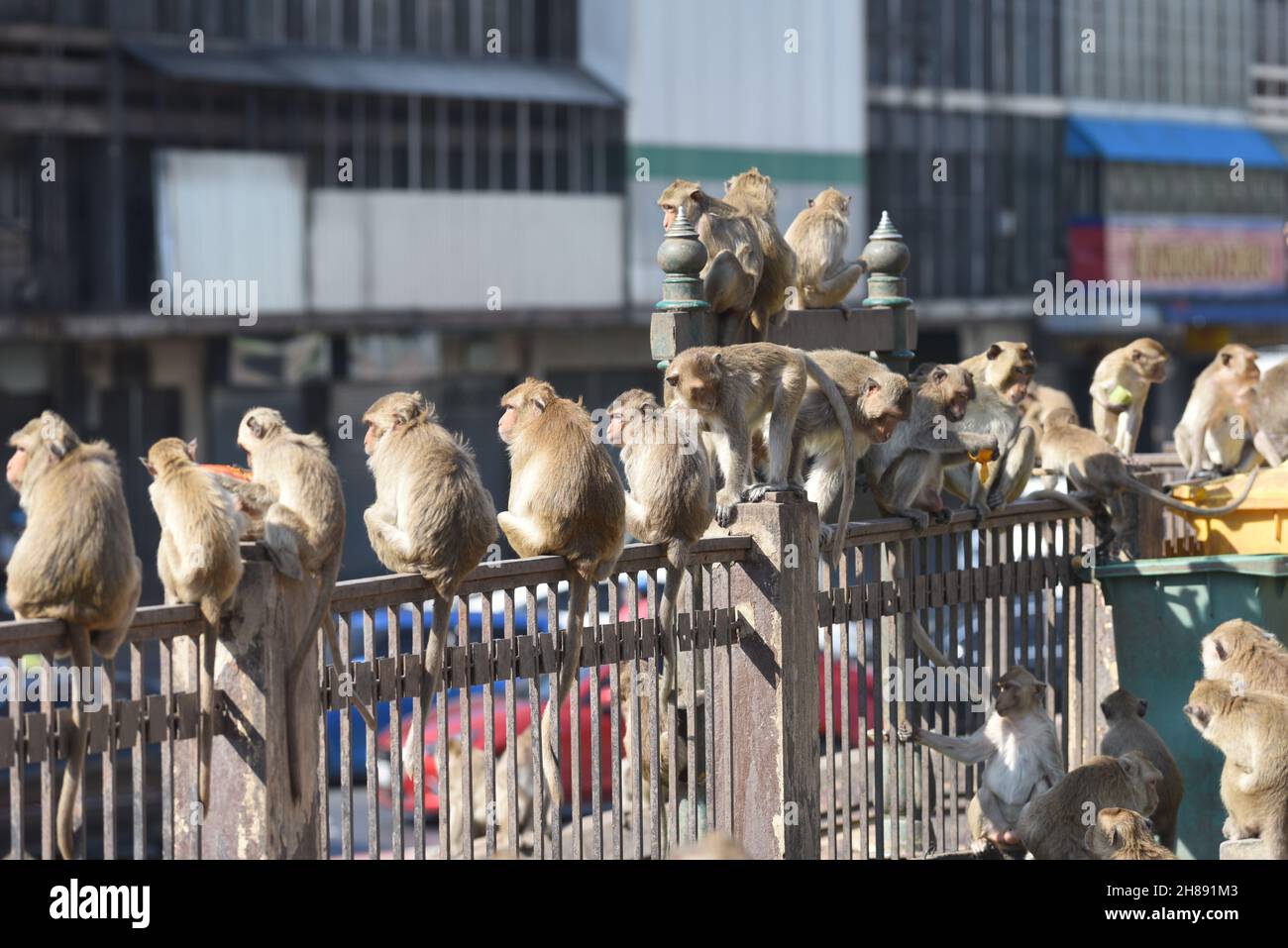 THAILAND - The 33rd Monkey Fruit Banquet Festival "Wheelchair Monkey ...