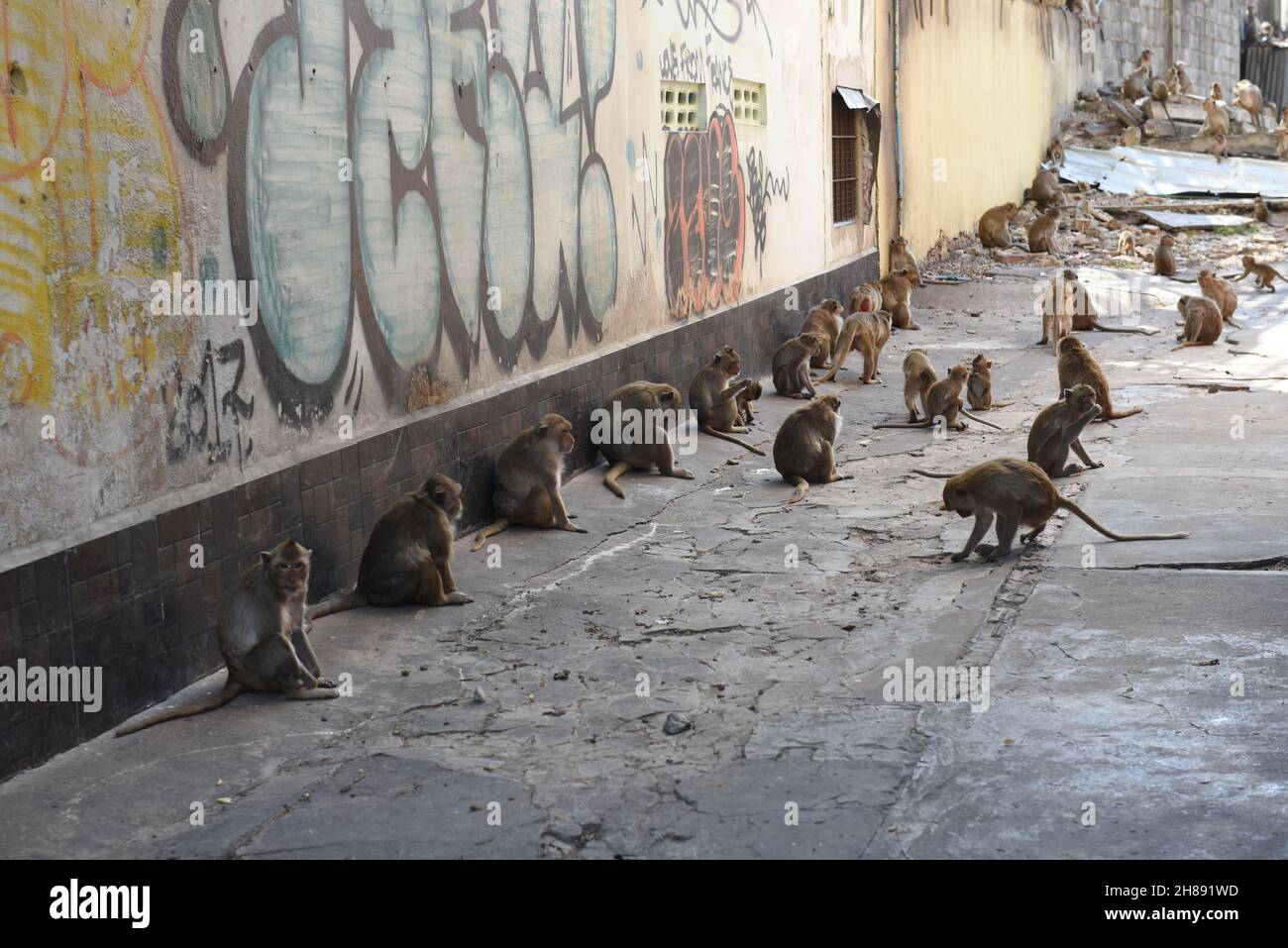 Opposite monkeys hi-res stock photography and images - Alamy