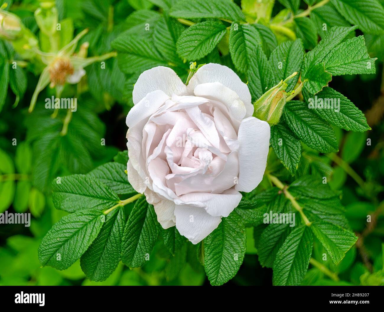 Rose bush hedge hi-res stock photography and images - Alamy