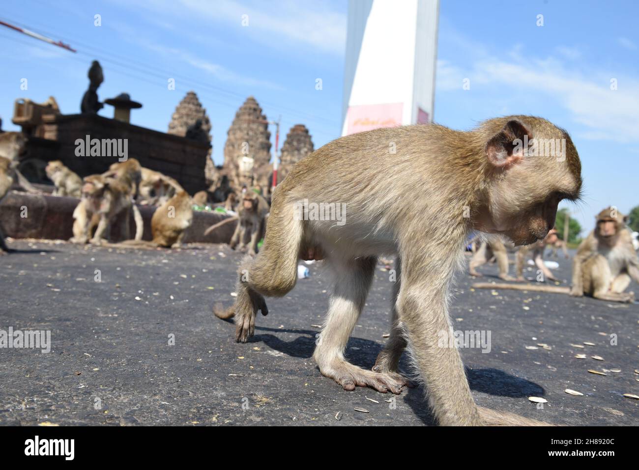 THAILAND - The 33rd Monkey Fruit Banquet Festival "Wheelchair Monkey ...
