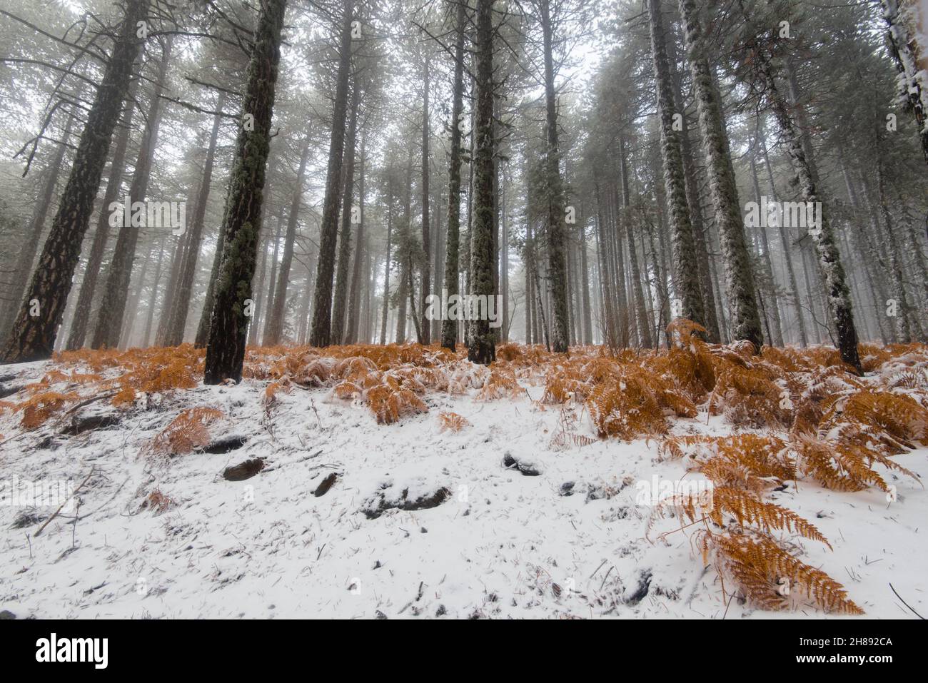 Cold season in cyprus hi-res stock photography and images - Alamy