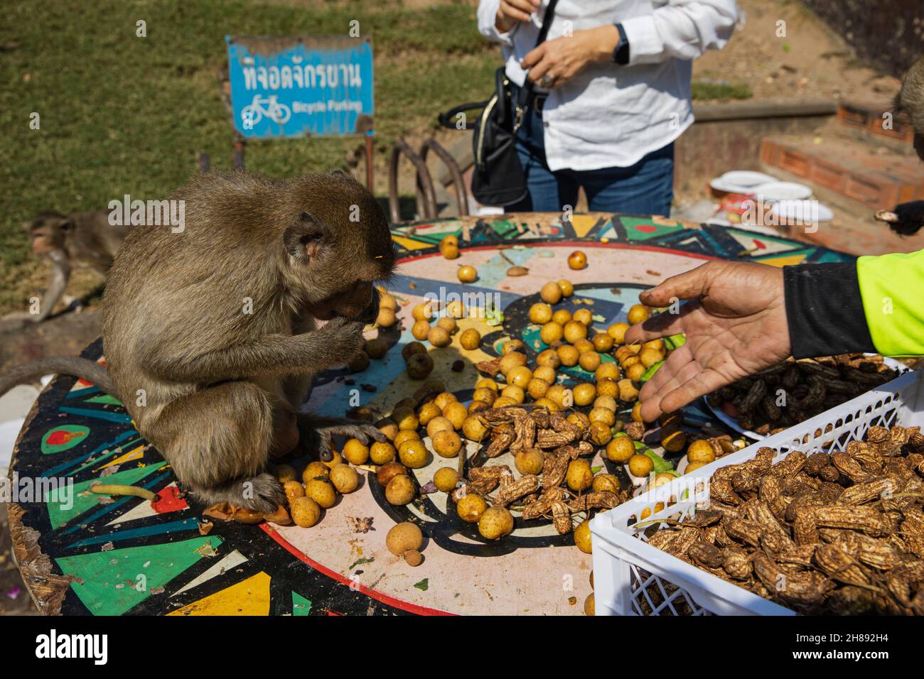A monkey is pictured eating fruits during the festival.The Monkey ...