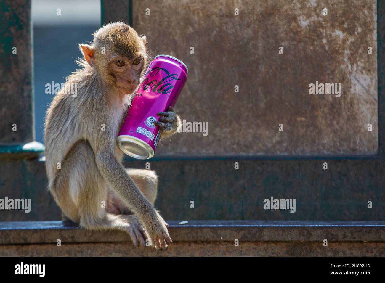 A monkey seen carrying a can of Coca Cola during the festival.The ...