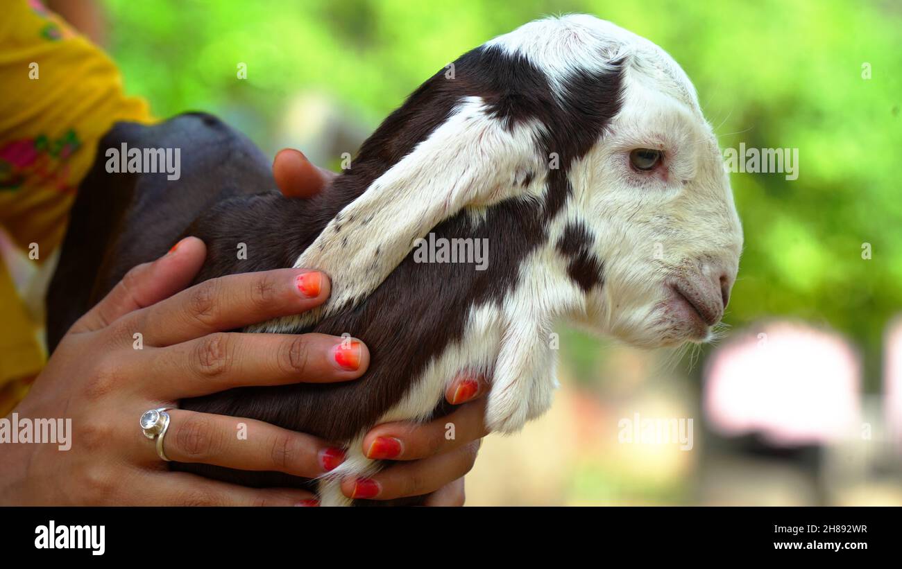 Newborn Indian Goat kid sitting in the green lawn. Cute white goat baby ...
